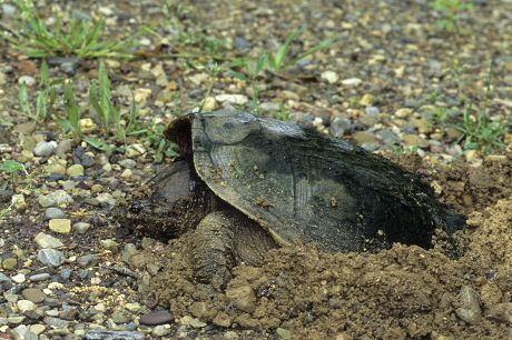 87 Snapping turtle Stock Pictures, Editorial Images and Stock Photos ...