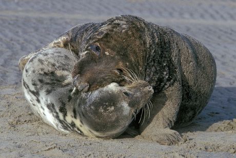 500 Intercourses Stock Pictures, Editorial Images and Stock Photos ...