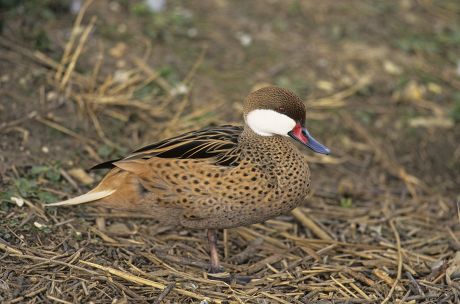 250 Pintail Stock Pictures, Editorial Images and Stock Photos ...