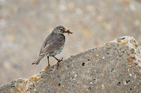 8 Sandhoppers Stock Pictures, Editorial Images and Stock Photos ...