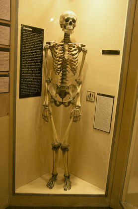 Skeleton Man Homo Sapiens Booth Museum Editorial Stock Photo - Stock ...