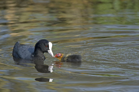 250 Common coots Stock Pictures, Editorial Images and Stock Photos ...