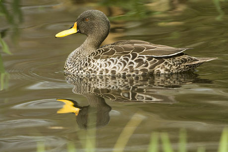 250 Pintail Stock Pictures, Editorial Images and Stock Photos ...
