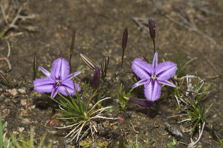 3 Anthericaceae Stock Pictures, Editorial Images and Stock Photos ...