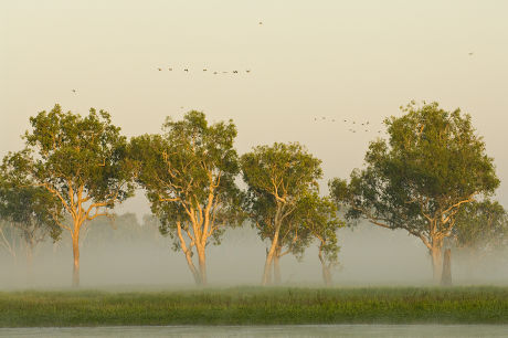 Billabong Habitat Trees Magpie Goose Flock Editorial Stock Photo ...