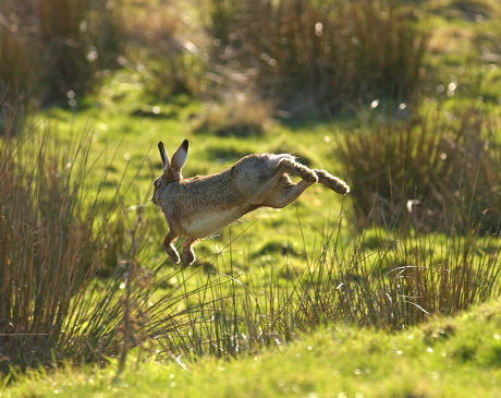2,000 Lagomorphs Stock Pictures, Editorial Images and Stock Photos ...