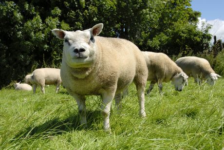7,000 Ruminants Stock Pictures, Editorial Images and Stock Photos ...