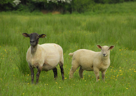 7,000 Ruminants Stock Pictures, Editorial Images and Stock Photos ...