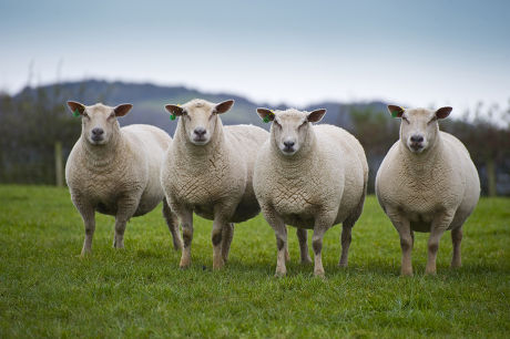 7,000 Ruminants Stock Pictures, Editorial Images and Stock Photos ...