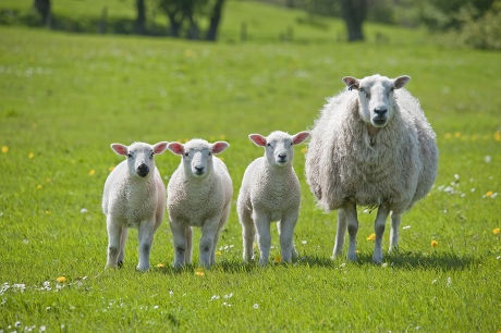 7,000 Ruminants Stock Pictures, Editorial Images and Stock Photos ...