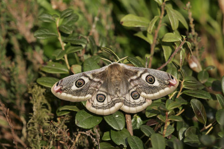 250 Emperor moth Stock Pictures, Editorial Images and Stock Photos ...