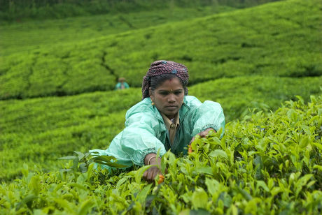 250 Tea picker Stock Pictures, Editorial Images and Stock Photos ...