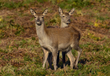 500 Deer calves Stock Pictures, Editorial Images and Stock Photos ...