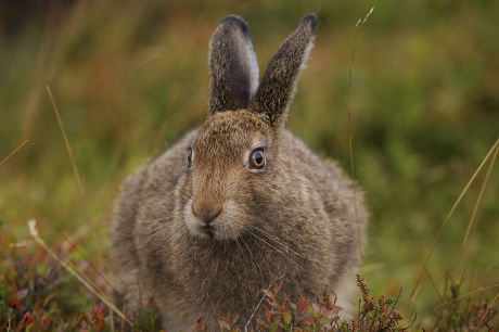 2,000 Lagomorphs Stock Pictures, Editorial Images and Stock Photos ...