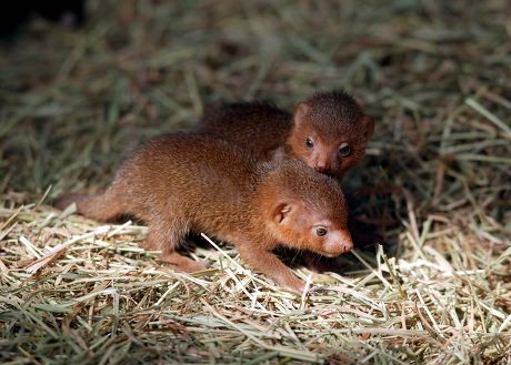 Mongoose Herpestinae Pups Africasia House Korkeasaari Editorial Stock ...