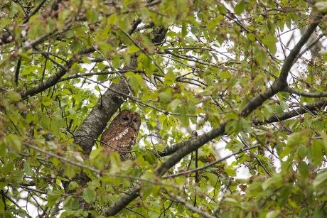 Tawny Owl Roosting Wild Cherry Tree Editorial Stock Photo - Stock Image ...