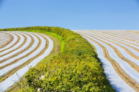 Crop Covered Rows Plastic Sheeting Field Editorial Stock Photo - Stock ...