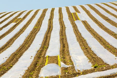 Crop Covered Rows Plastic Sheeting Field Editorial Stock Photo - Stock ...