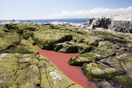 Pool Coloured Red Algae That Have Editorial Stock Photo - Stock Image ...