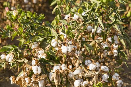 79 Cotton bush Stock Pictures, Editorial Images and Stock Photos ...