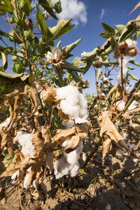 79 Cotton bush Stock Pictures, Editorial Images and Stock Photos ...