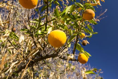 Abandoned Dead Dying Orange Trees That Editorial Stock Photo - Stock ...