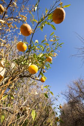 Abandoned Dead Dying Orange Trees That Editorial Stock Photo - Stock ...