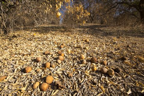 Abandoned Dead Dying Orange Trees That Editorial Stock Photo - Stock ...