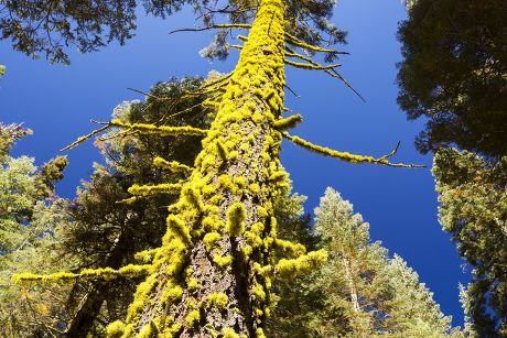 Letharia Wolf Lichen Grwoing On Tree Editorial Stock Photo - Stock ...