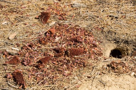 Burrow Californian Ground Squirrel Otospermophilus Beecheyi Editorial ...