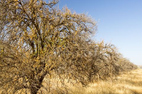Abandoned Dead Dying Orange Trees That Editorial Stock Photo - Stock ...
