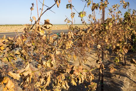 Dying Grape Vines Bakersfield California Usa Editorial Stock Photo ...