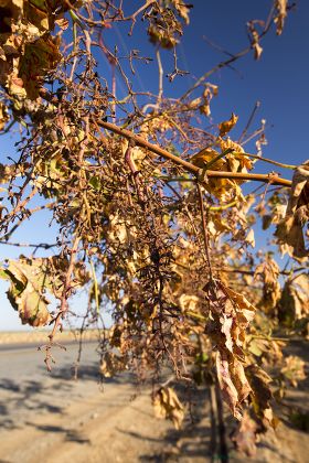 Dying Grape Vines Bakersfield California Usa Editorial Stock Photo ...