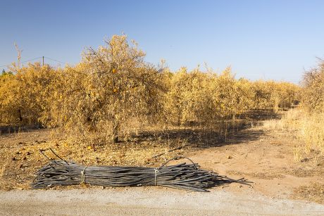 Dying Orange Trees That No Longer Editorial Stock Photo - Stock Image ...