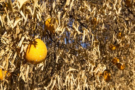 Dying Orange Trees That No Longer Editorial Stock Photo - Stock Image ...
