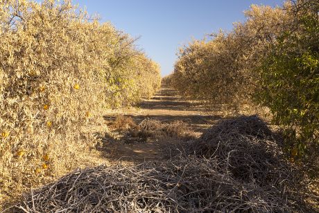 Dying Orange Trees That No Longer Editorial Stock Photo - Stock Image ...