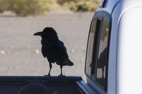 Ravens On Pickup Truck Trying Get Editorial Stock Photo - Stock Image ...