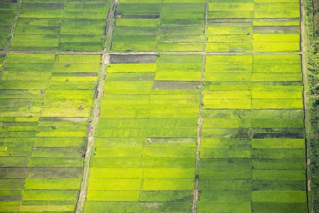 Looking Down Air Onto Rice Paddies Editorial Stock Photo - Stock Image ...