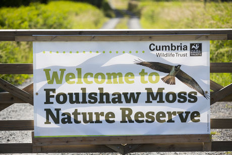 Foulshaw Nature Reserve Lowland Raised Bog Editorial Stock Photo ...