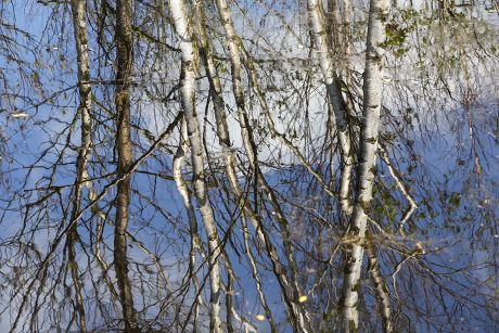 Silver Birch Trees Reflected Pool Foulshaw Editorial Stock Photo ...