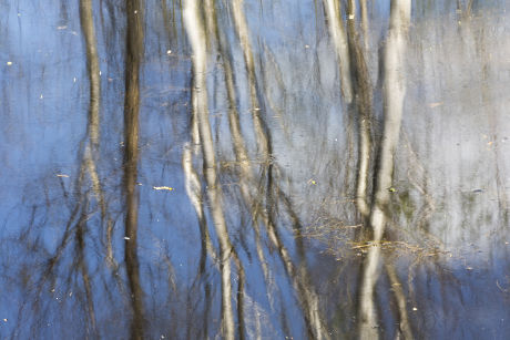 Silver Birch Trees Reflected Pool Foulshaw Editorial Stock Photo ...