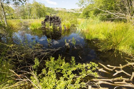 67 Sphagnum moss bog Stock Pictures, Editorial Images and Stock Photos ...
