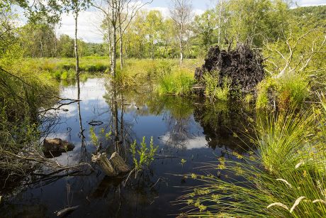 Foulshaw Nature Reserve Lowland Raised Bog Editorial Stock Photo ...