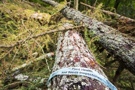 250 Infected trees Stock Pictures, Editorial Images and Stock Photos ...