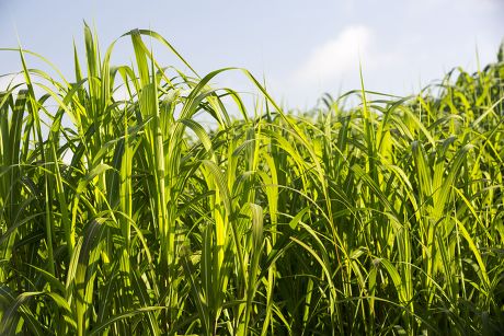 Elephant Grass Pennisetum Purpureum Being Grown Editorial Stock Photo ...