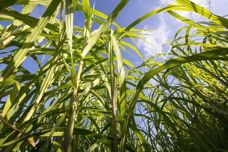 Elephant Grass Pennisetum Purpureum Being Grown Editorial Stock Photo ...