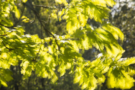 Oak Tree Swaying Wind Editorial Stock Photo - Stock Image | Shutterstock