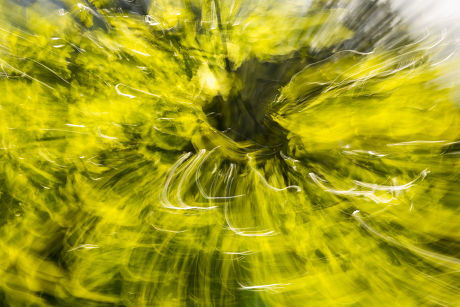 Oak Tree Swaying Wind Editorial Stock Photo - Stock Image | Shutterstock