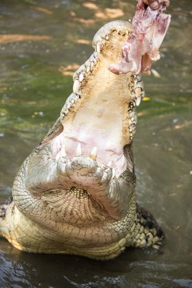 Saltwater Crocodile Being Fed Chicken Carcass Editorial Stock Photo ...