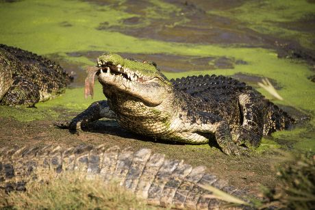 Saltwater Crocodiles Editorial Stock Photo - Stock Image | Shutterstock
